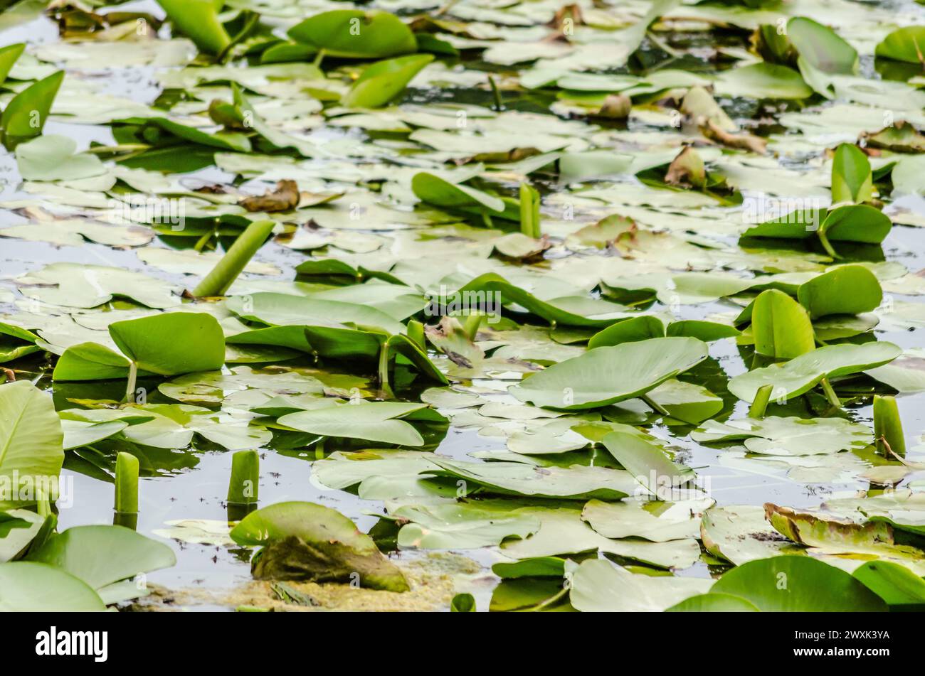 A panoramic view of the constructed artificial lake Stock Photo - Alamy