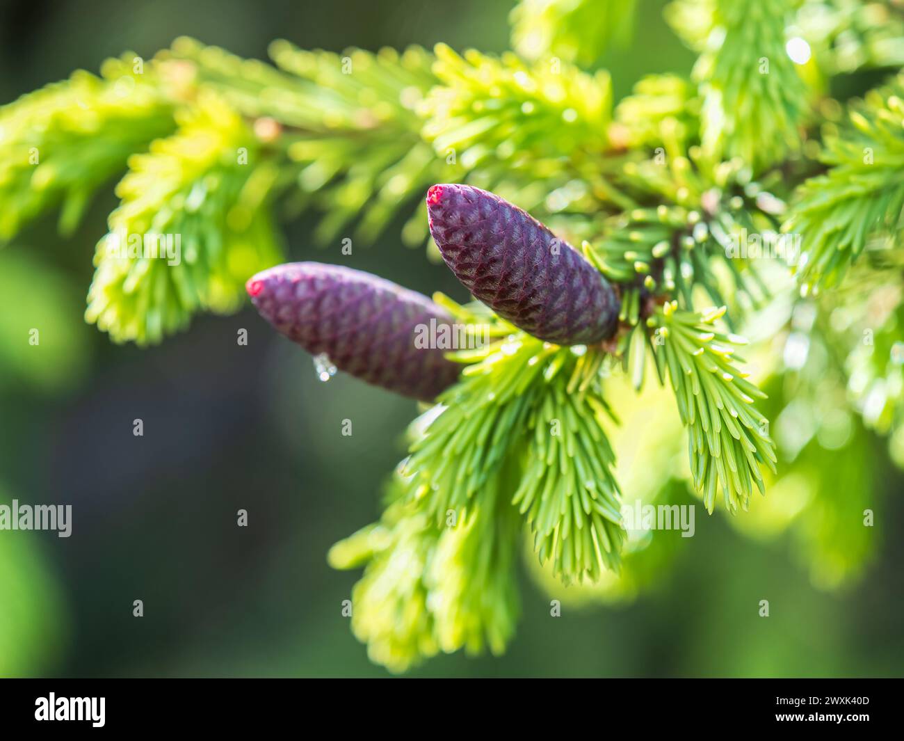 A young female cone of ordinary spruce, it is pink and its scales ...