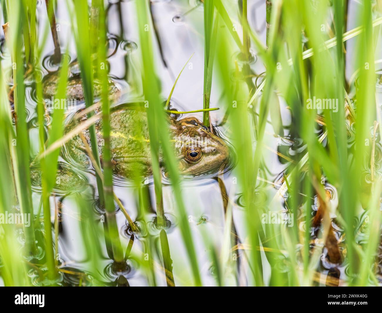 A large green frog with puffy cheeks sits in the marsh Stock Photo - Alamy