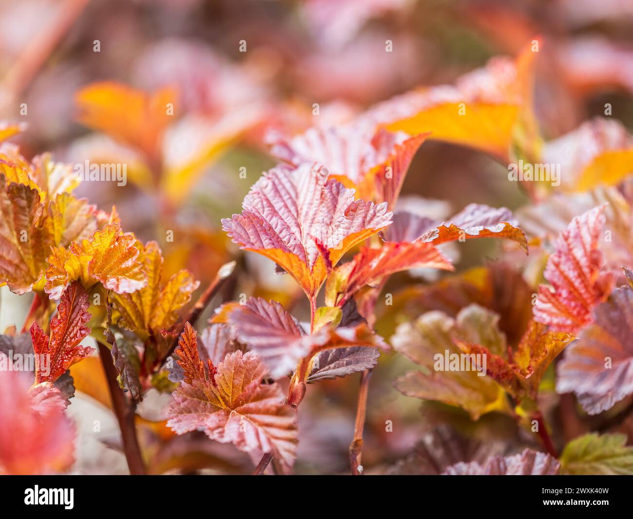 Branches of bushes with young green and red leaves in the sunset light ...