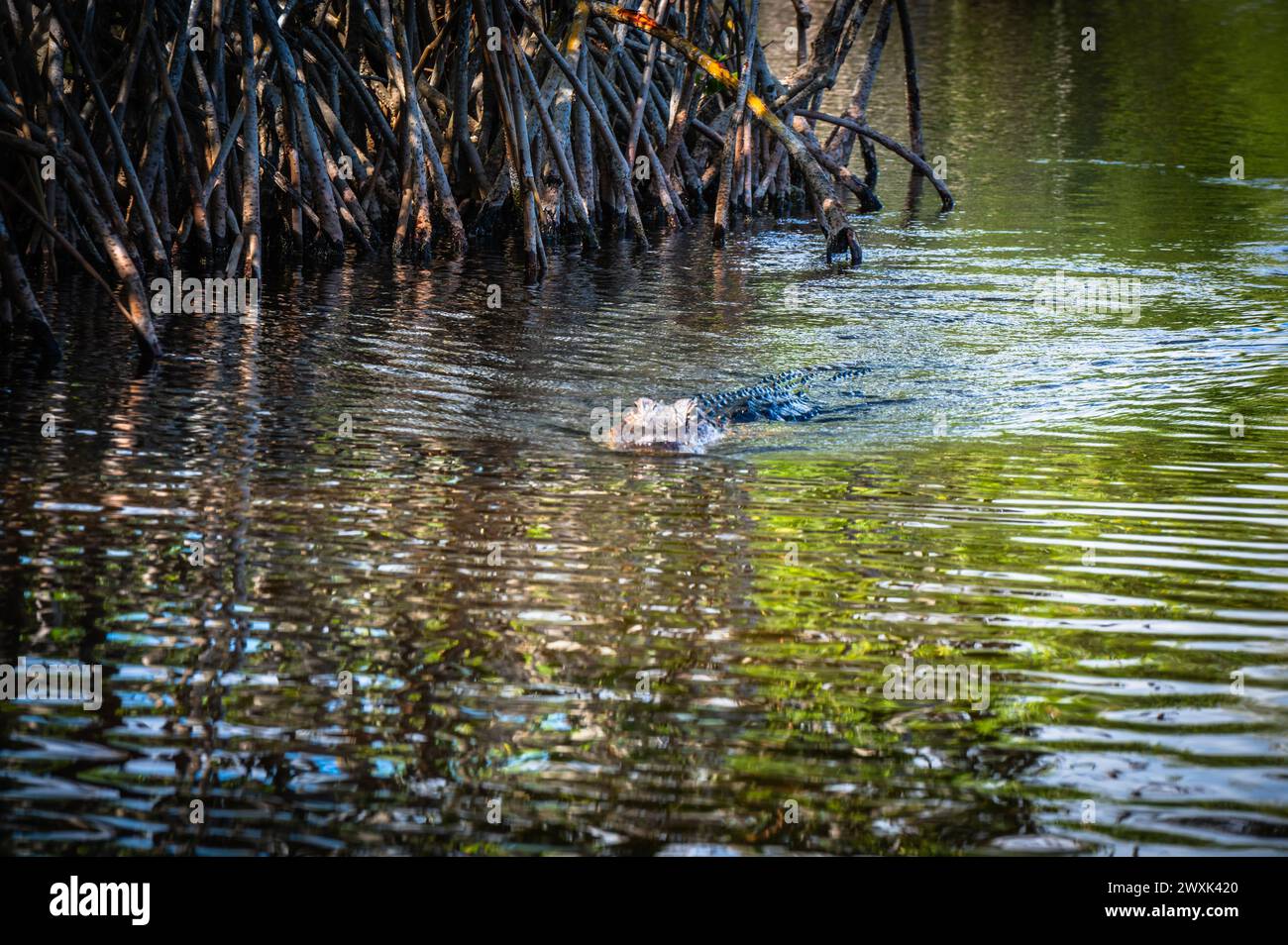 Alligator congregation hi-res stock photography and images - Alamy