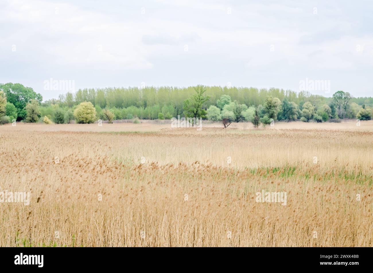Young poplar trees in the spring period of the year Stock Photo - Alamy