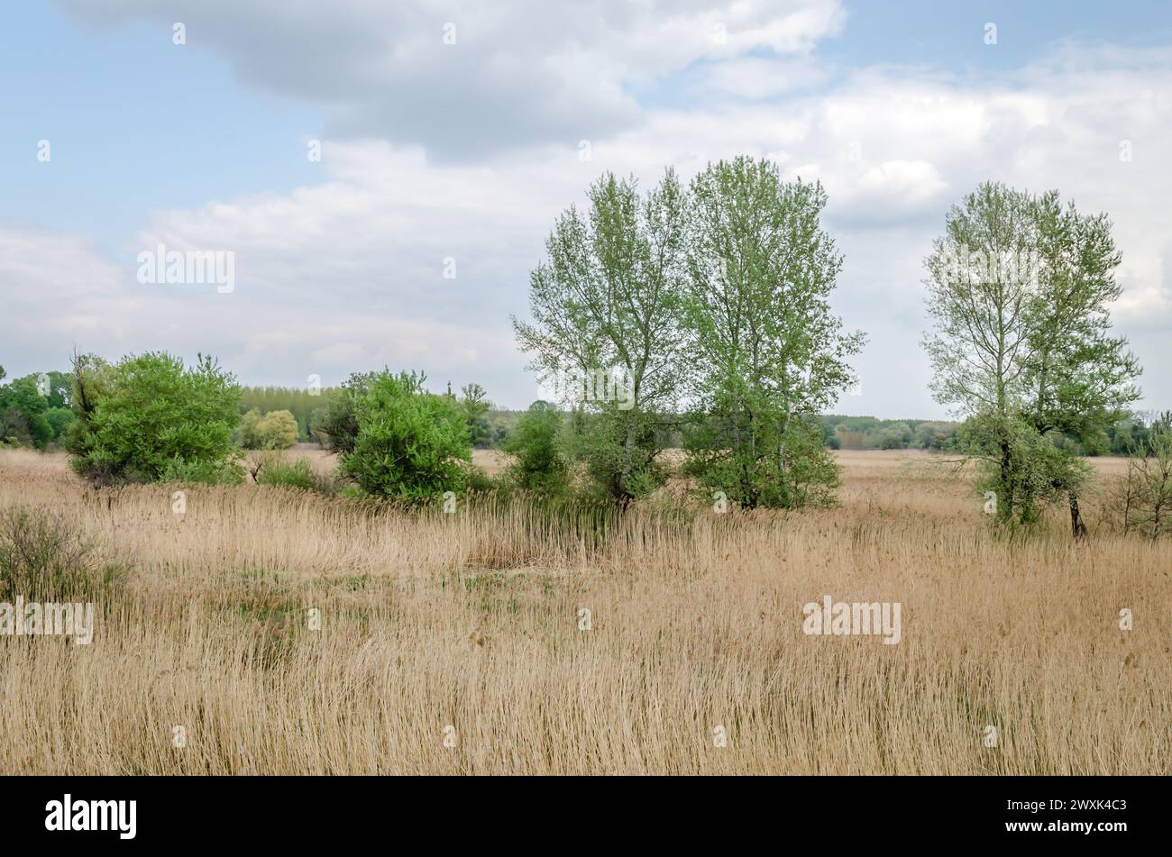 Young poplar trees in the spring period of the year Stock Photo - Alamy