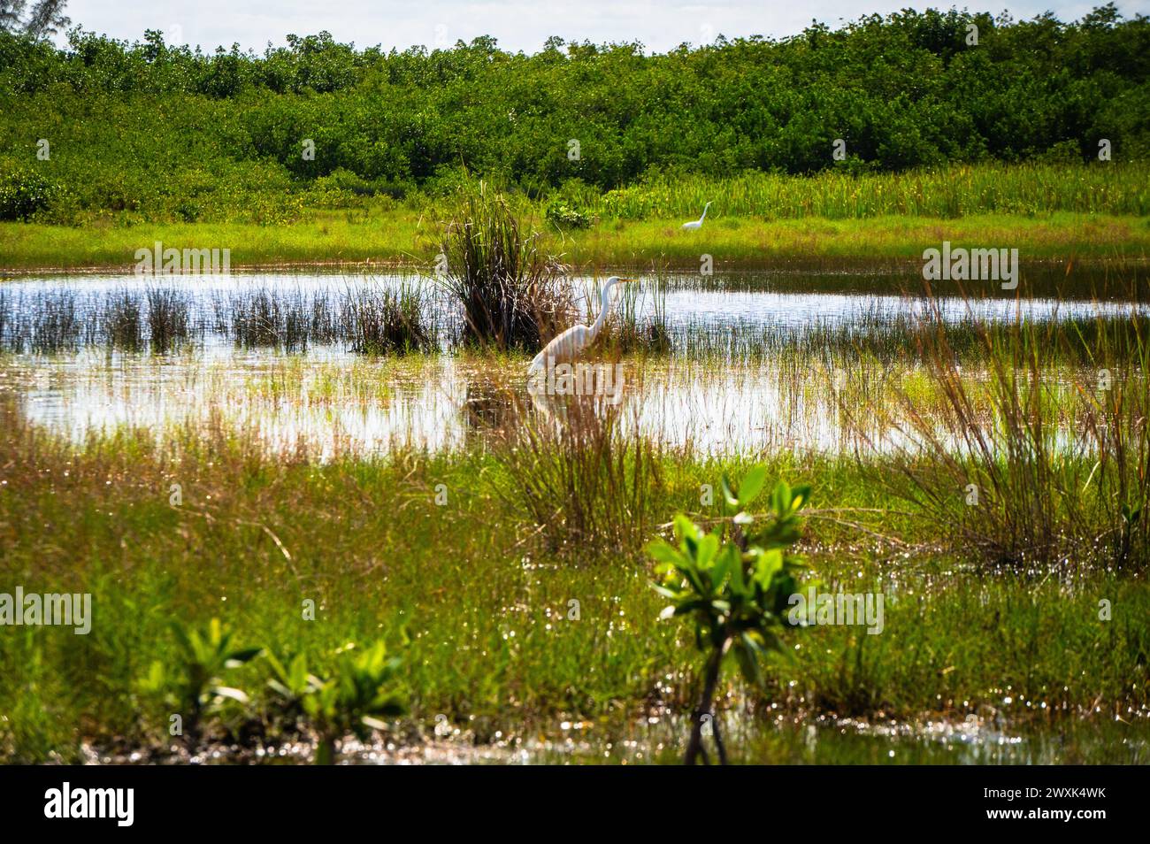 Everglades wetland ecosystem hi-res stock photography and images - Alamy