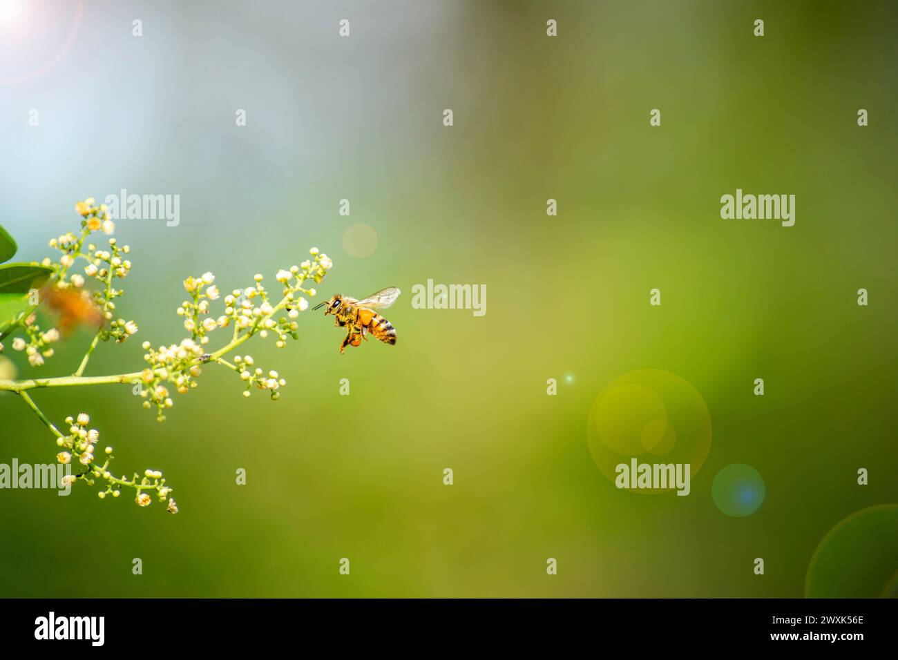 European honey bee also known as Apis mellifera Stock Photo - Alamy