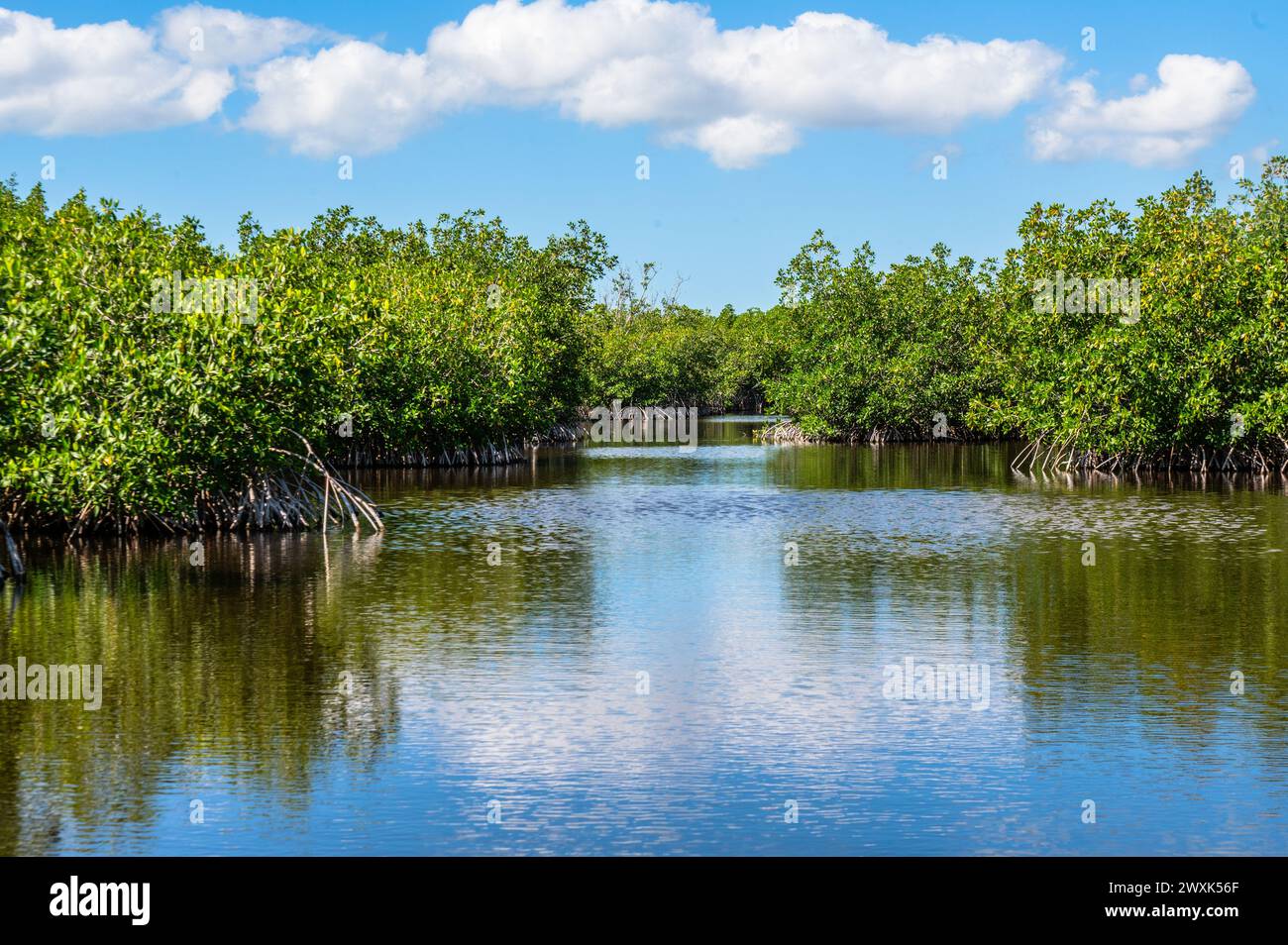 Everglades wetland ecosystem hi-res stock photography and images - Alamy