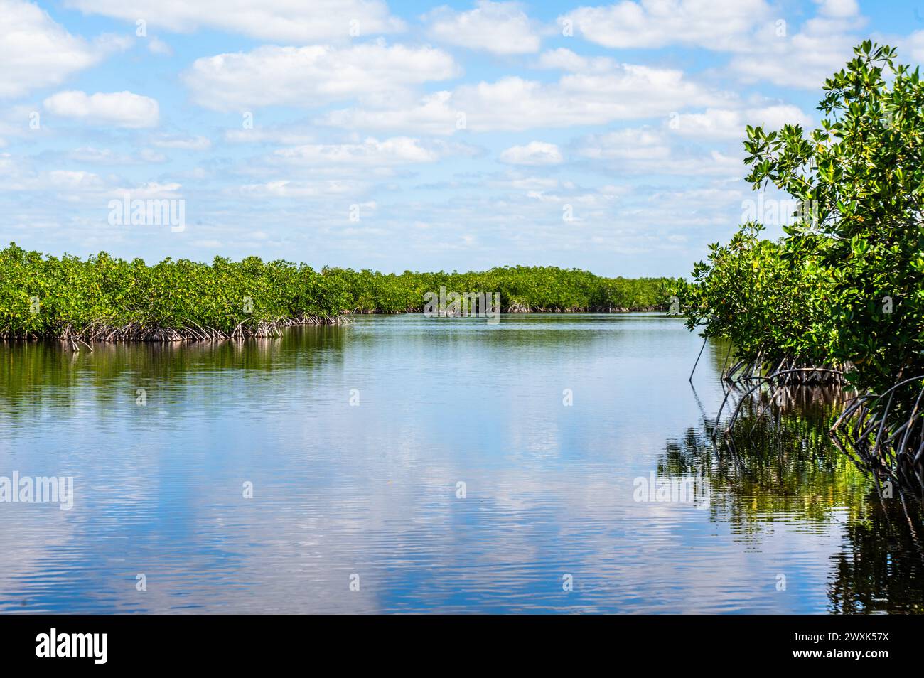 Mangrove swamp everglades hi-res stock photography and images - Alamy