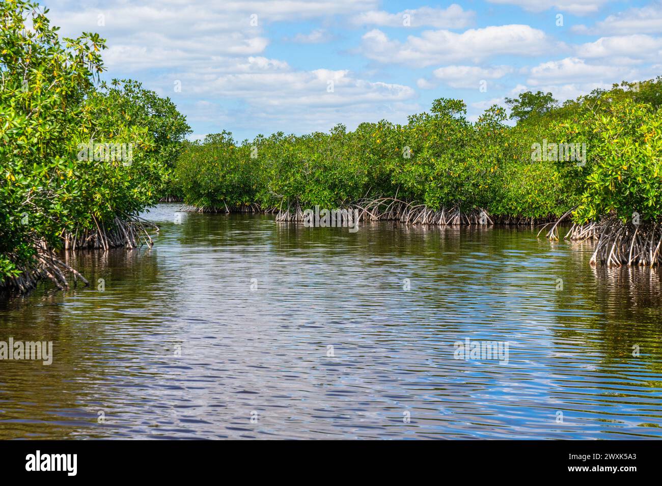 Everglades wetland ecosystem hi-res stock photography and images - Alamy