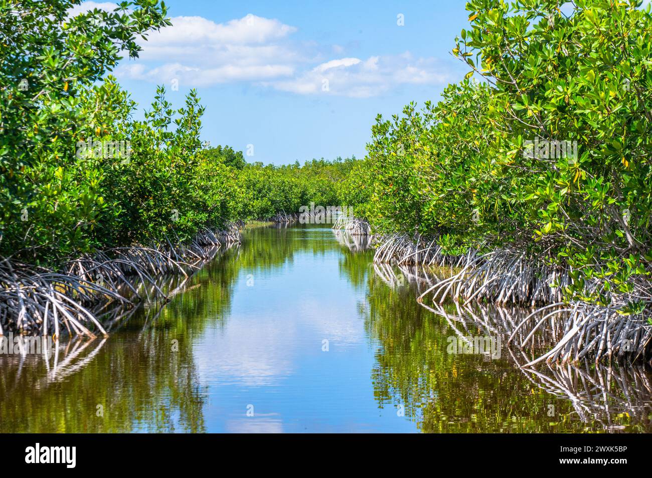 Everglades wetland prairie hi-res stock photography and images - Alamy