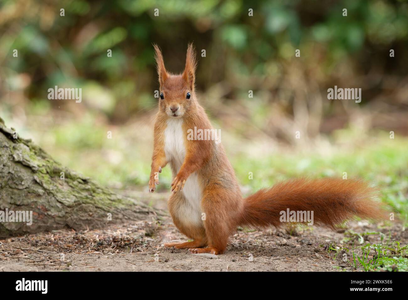 Funny squirrel looking camera hi-res stock photography and images - Alamy