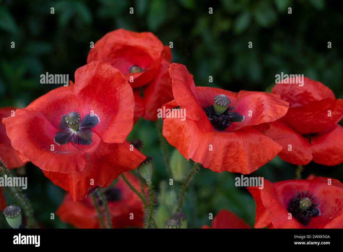 Roter Mohn Blüten in einem Garten Stock Photo - Alamy
