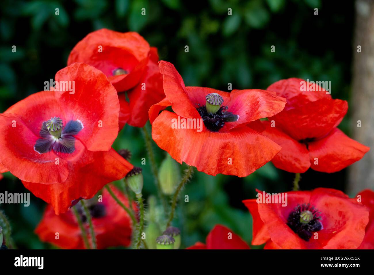 Roter honig hi-res stock photography and images - Alamy