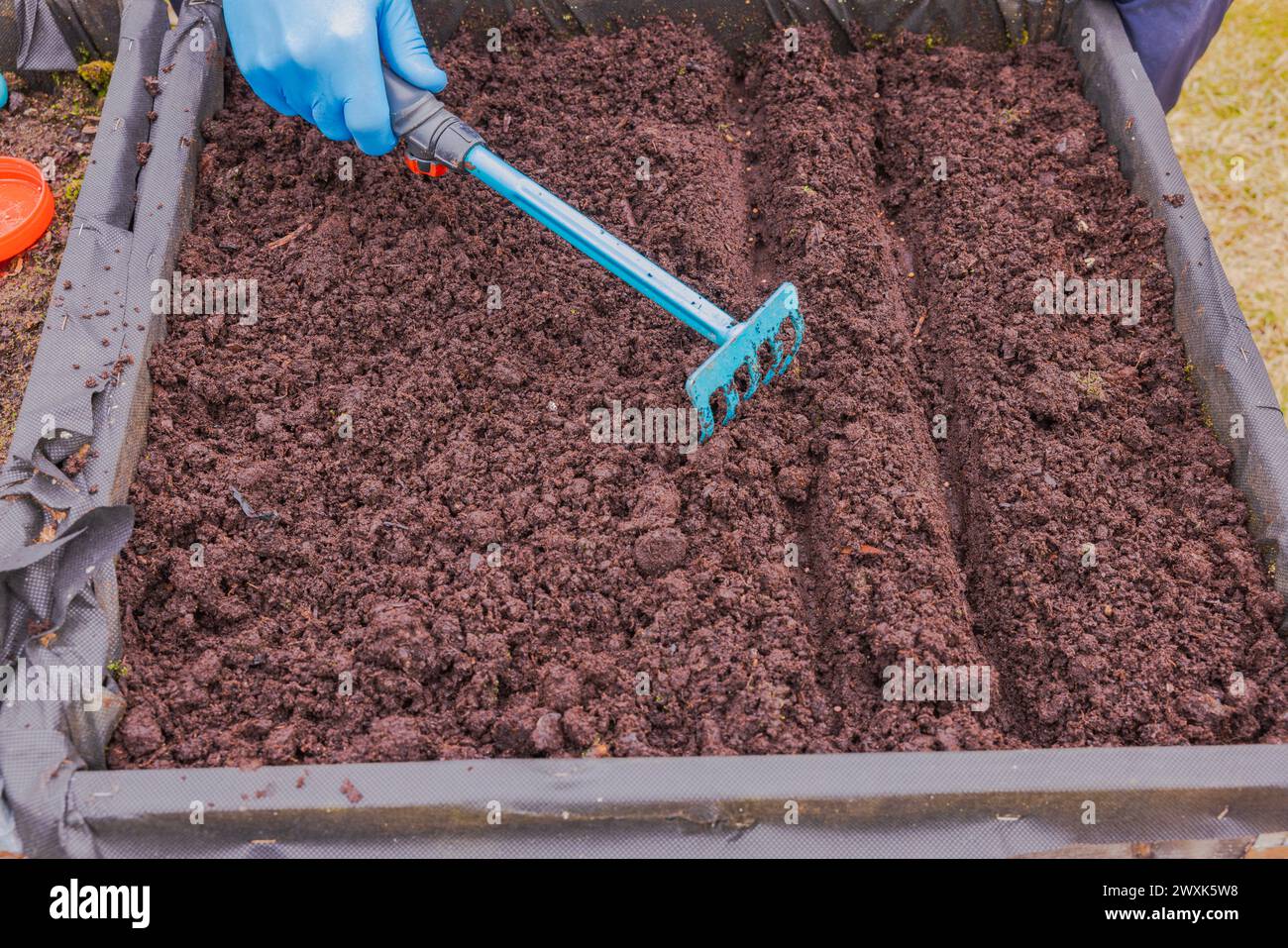 Close-up of a man's hands in rubber gloves leveling the soil in a ...