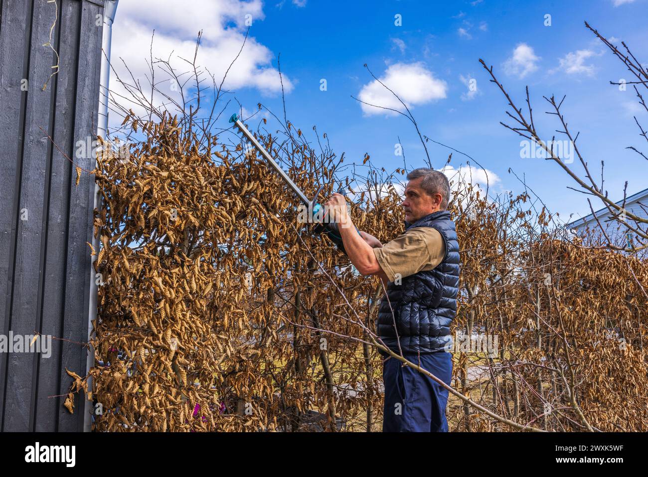 Close-up of a man using an electric hedge trimmer to trim bushes in the ...