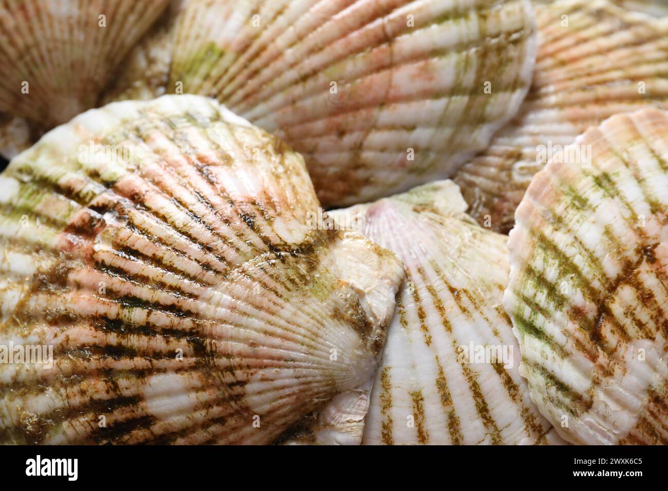 Fresh raw scallops in shells as background, closeup Stock Photo - Alamy