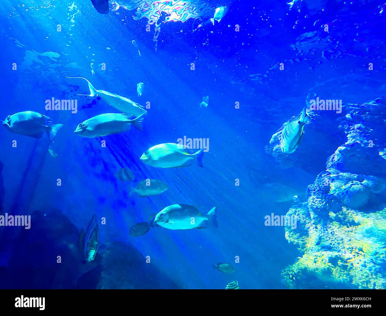Underwater world different fishes hi-res stock photography and images ...