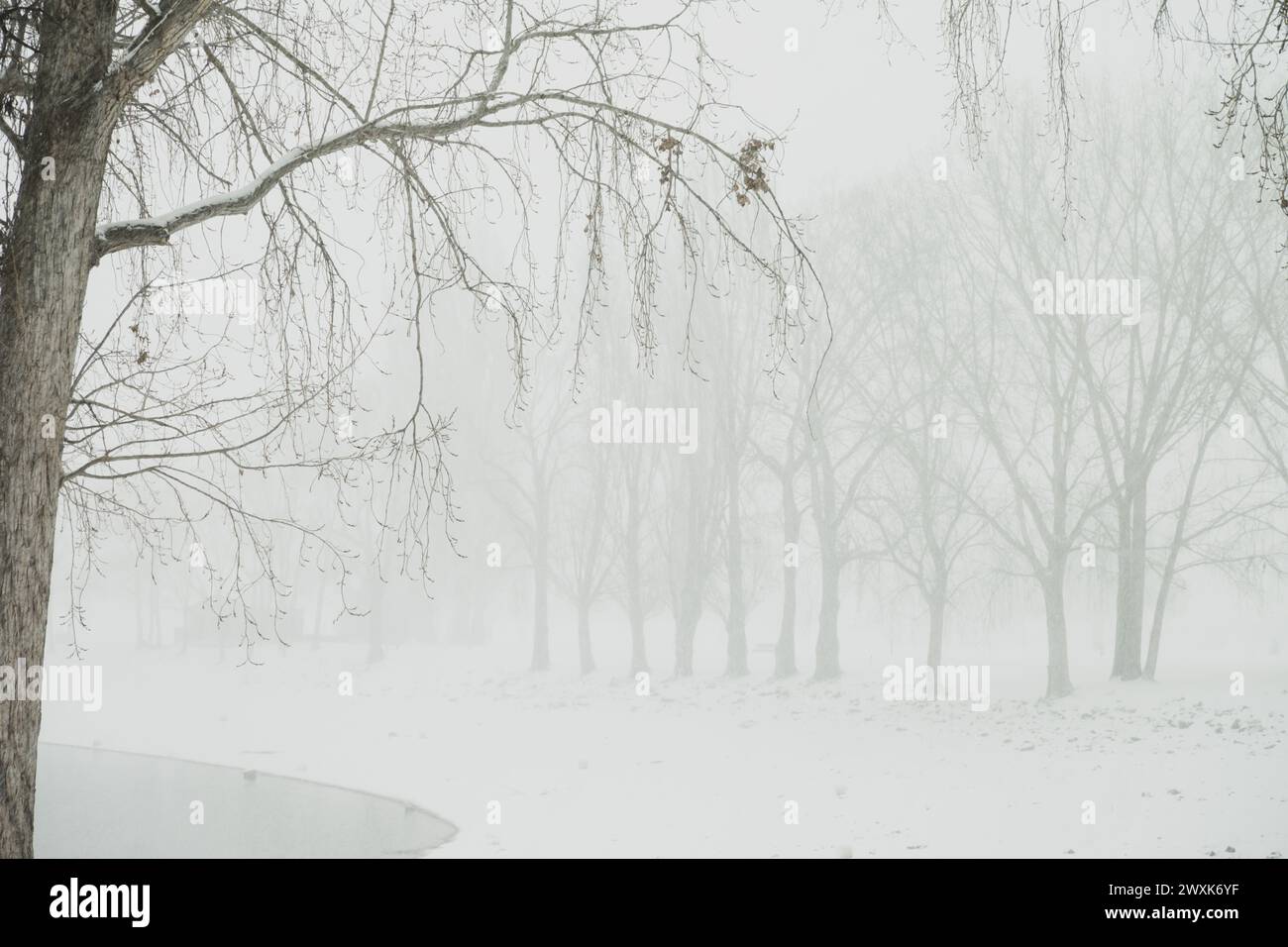 As the Snow Falls - Foreground tree on left, frames line of distant ...