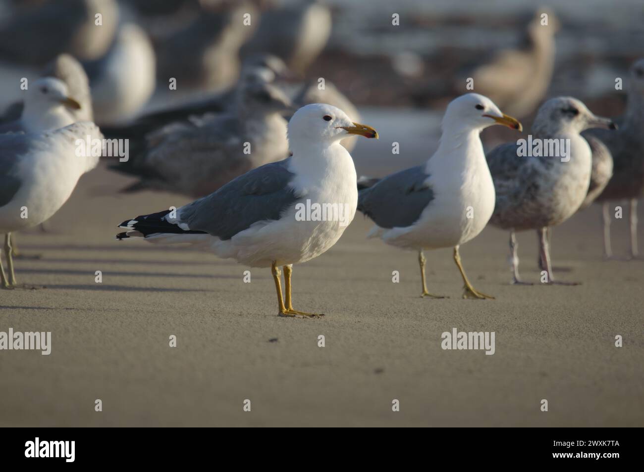 California Gulls (Larus californicus) at Rosarito Beach, Baja ...