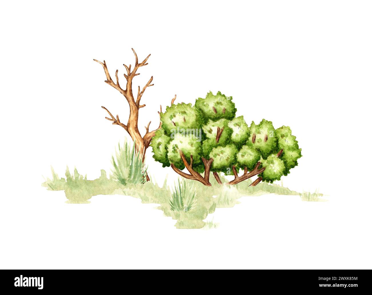 Watercolor illustration of natural landscape element. Wildlife forest ...