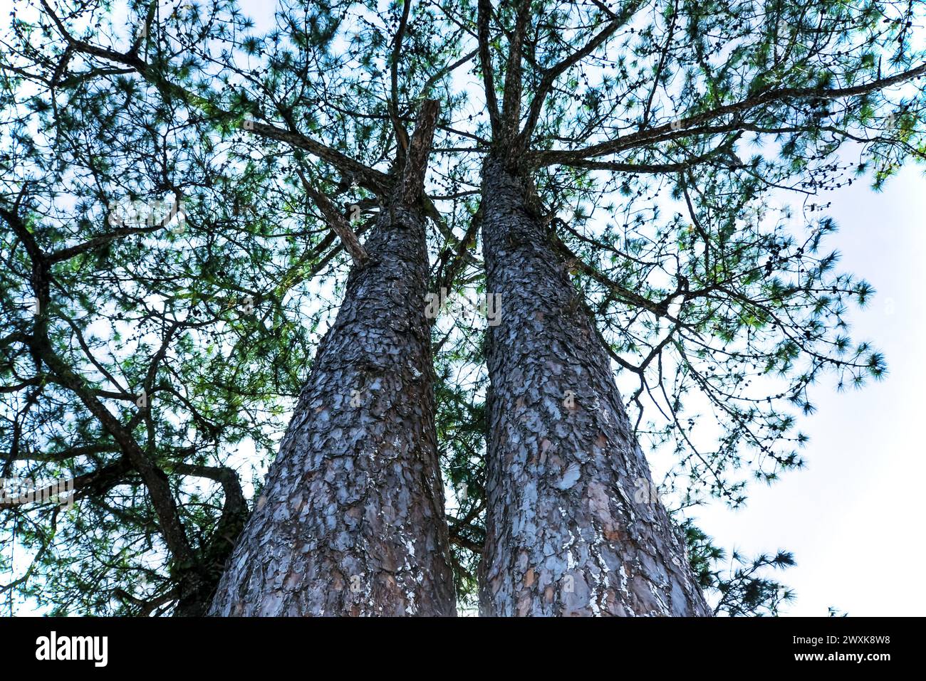 The old tall pipe trees Stock Photo - Alamy