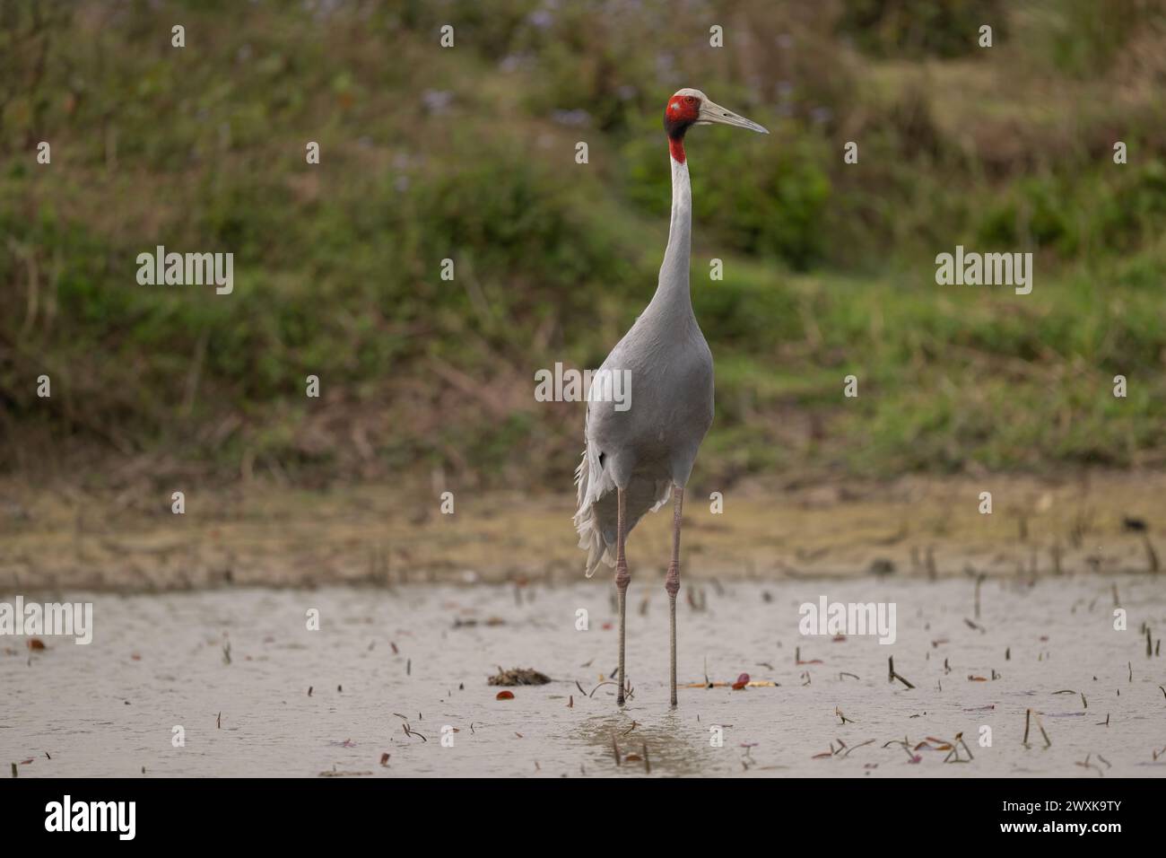 Sarus Crane standing in a wetland, northern India Stock Photo - Alamy