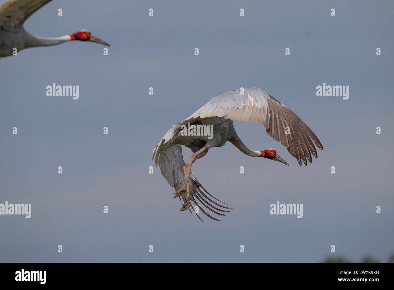 Sarus Crane Flying, India Stock Photo - Alamy