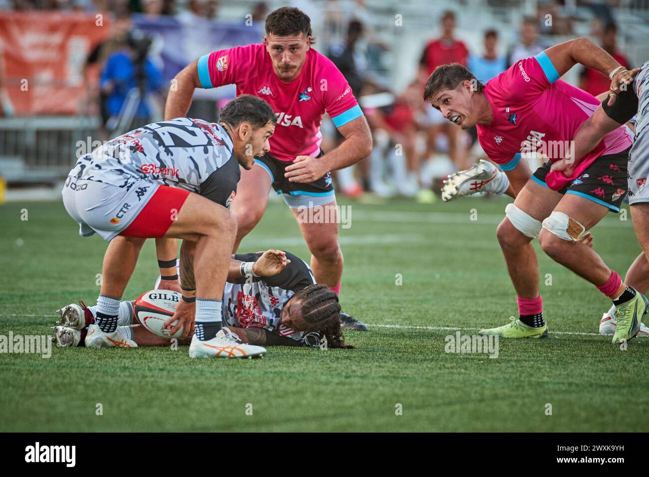 Fort Lauderdale, FL, USA. 31st March 2024. Miami Sharks v San Diego Legion regular MLR Rugby ...