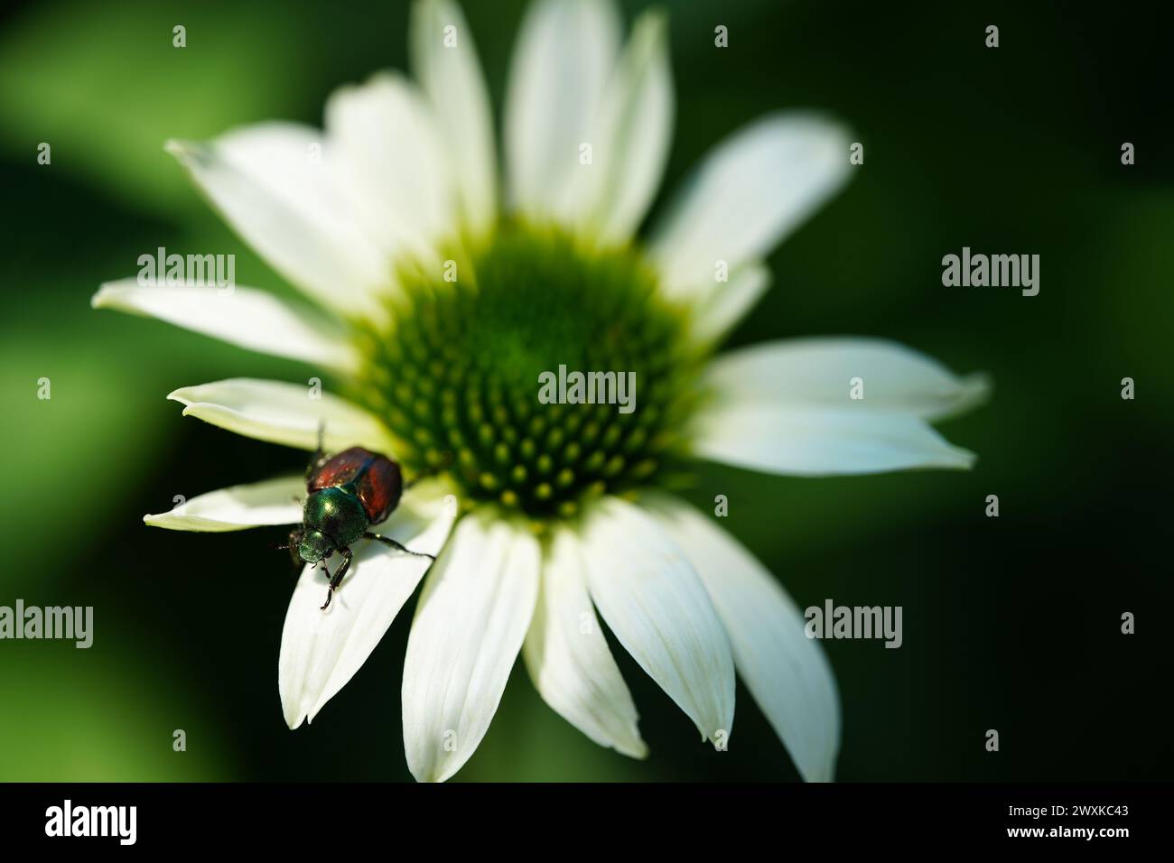 Japanese green beetle hi-res stock photography and images - Alamy