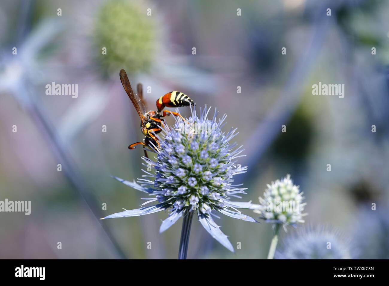 Wasp on Blue Sea Holly Stock Photo - Alamy
