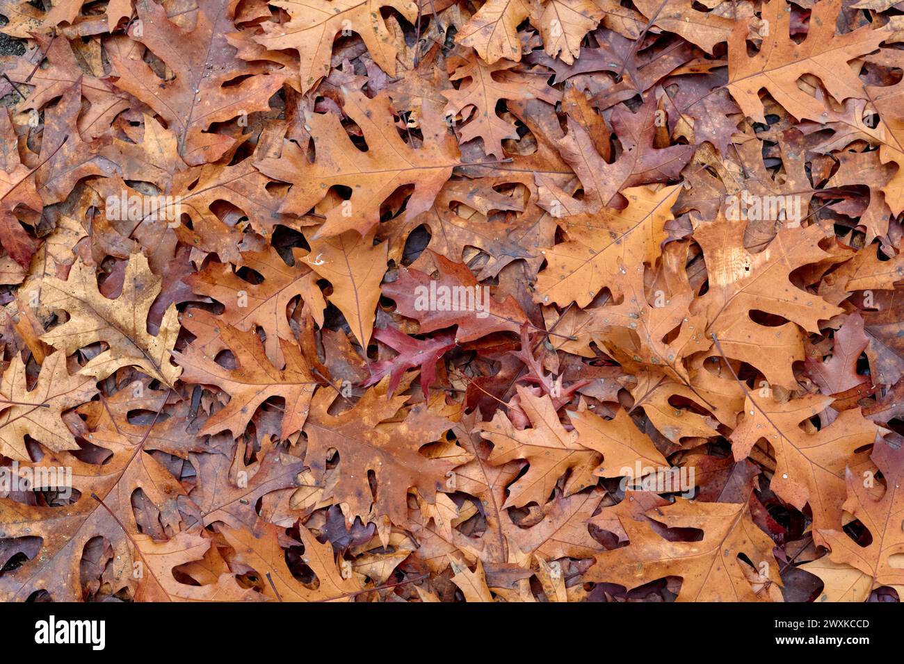 Autumn leaves scattered on ground hi-res stock photography and images ...