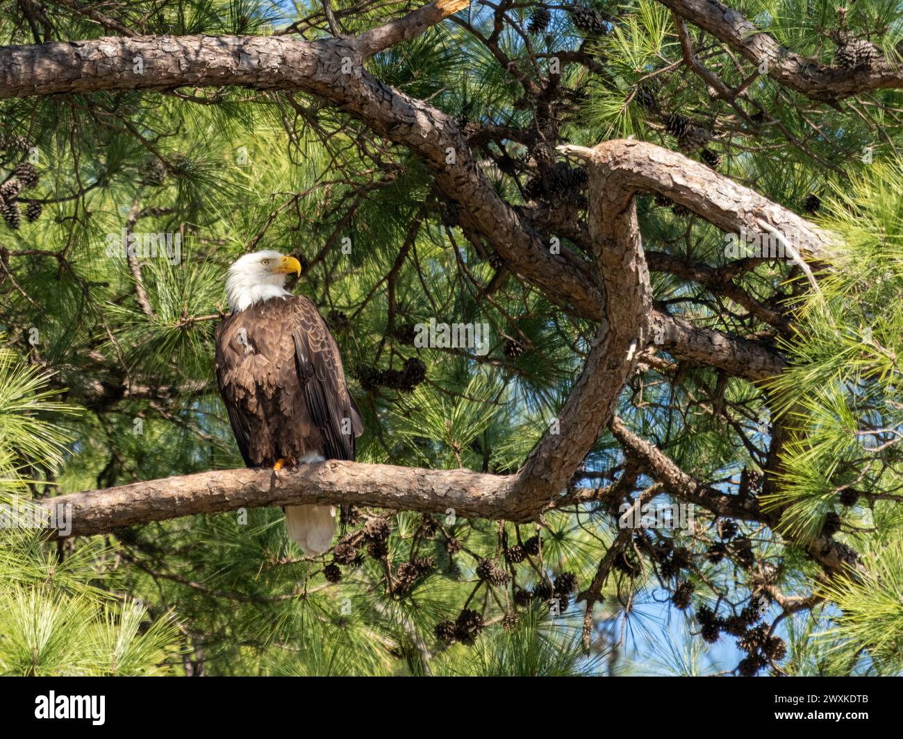 Adult bald eagle perched in a loblolly pine tree facing right in The ...