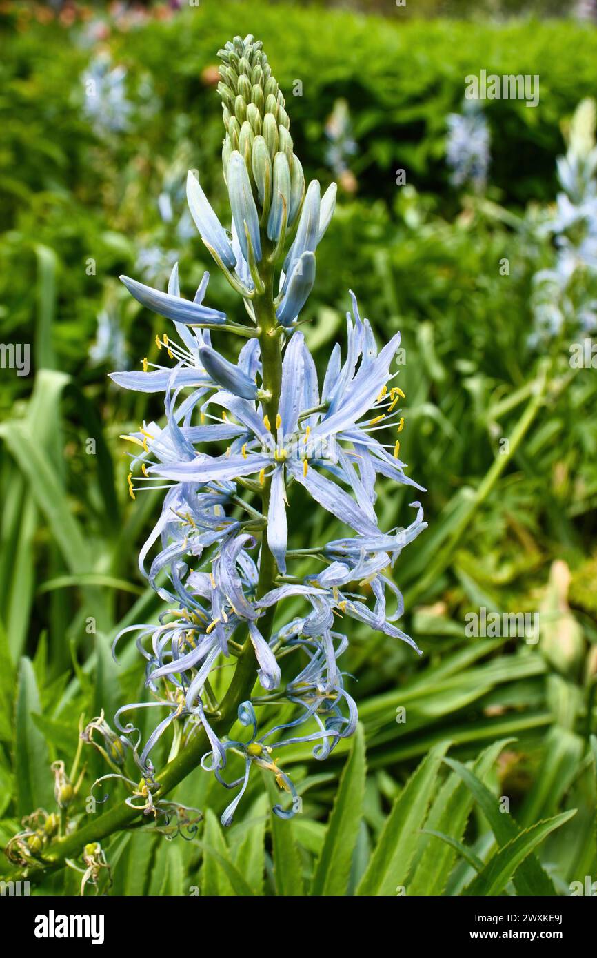 Soft Blue Camassia flowers in green grass on a spring day in the ...