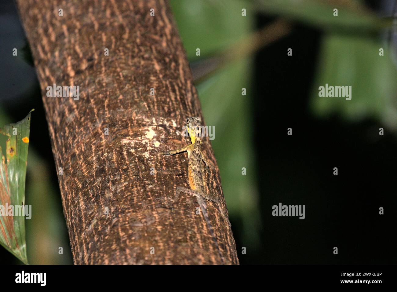 A wild Sulawesi lined gliding lizard (Draco spilonotus) moving on a ...