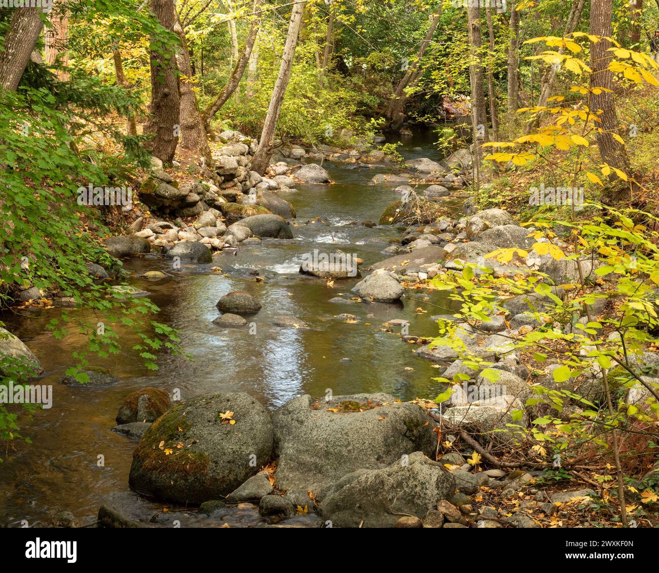 Creek in Lithia Park with Autumn colors from aesculus hippocastanum ...