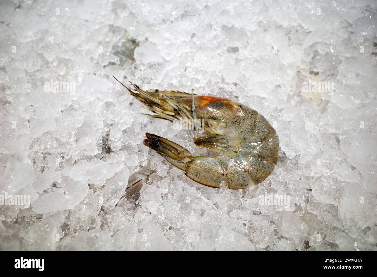 Udang, fresh shrimp, Littopenaeus vannamei, on the ice in the ...