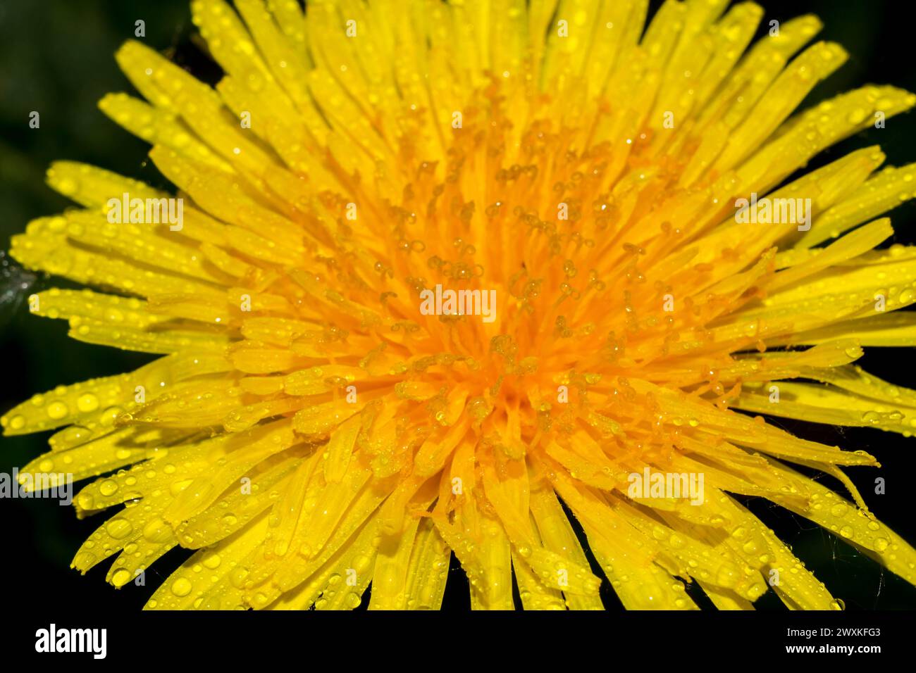 Bright yellow blossoming common dandelion (Taraxacum officinale ...