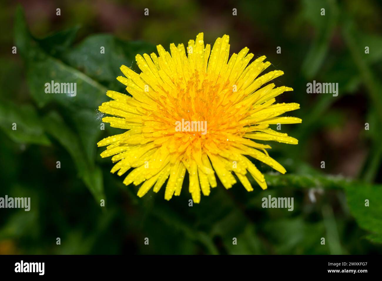Bright yellow blossoming common dandelion (Taraxacum officinale ...