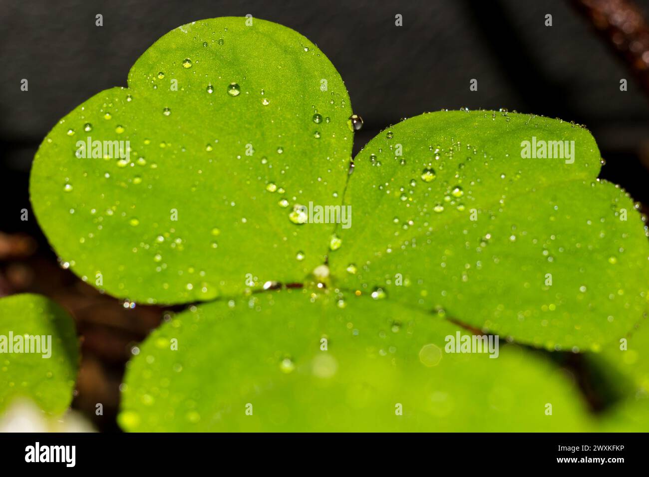 Green leaves of a wild plant Oxalis acetosella (wood sorrel or common ...