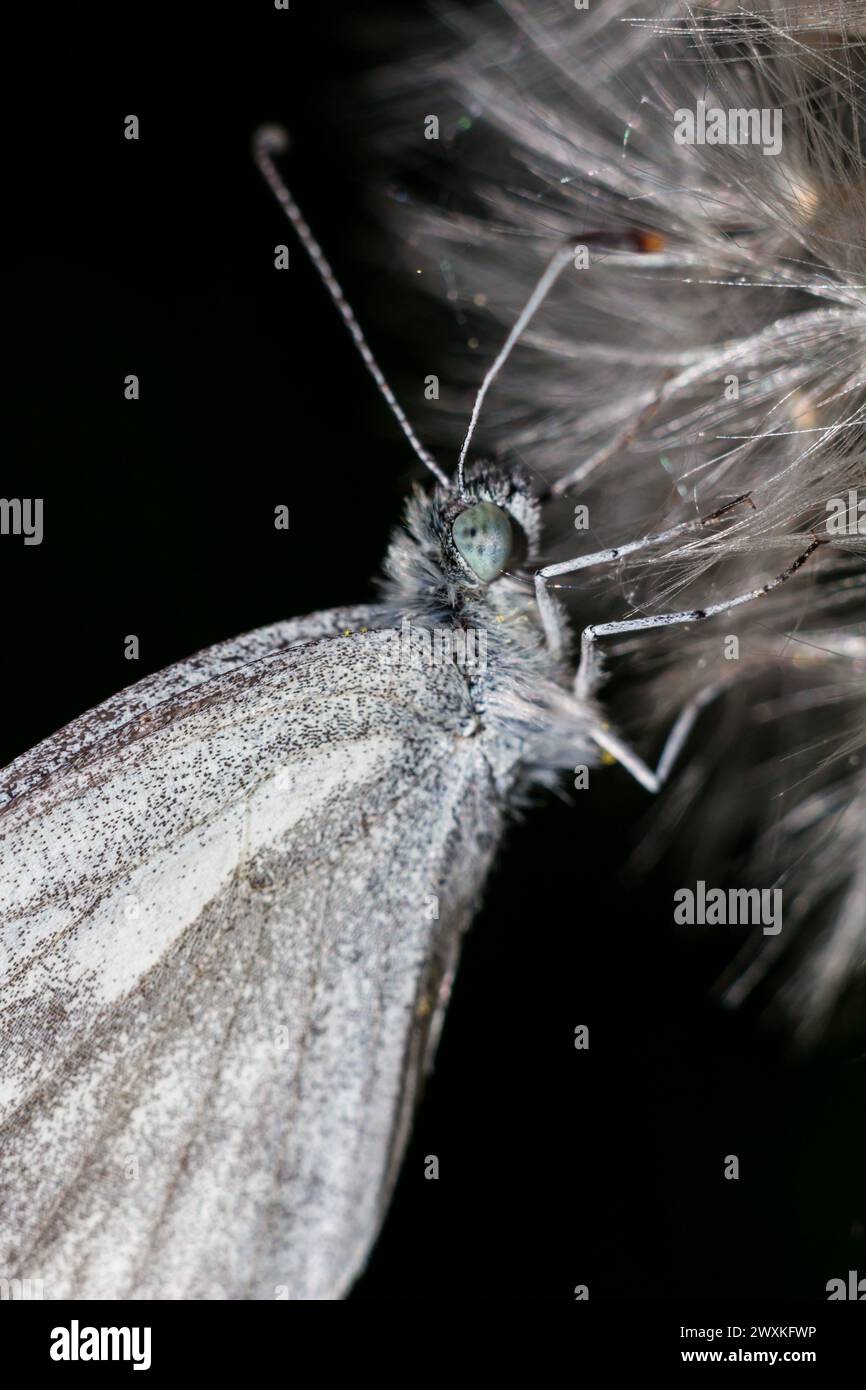 Wood white butterfly (Leptidea sinapis) on a dandelion closeup Stock ...