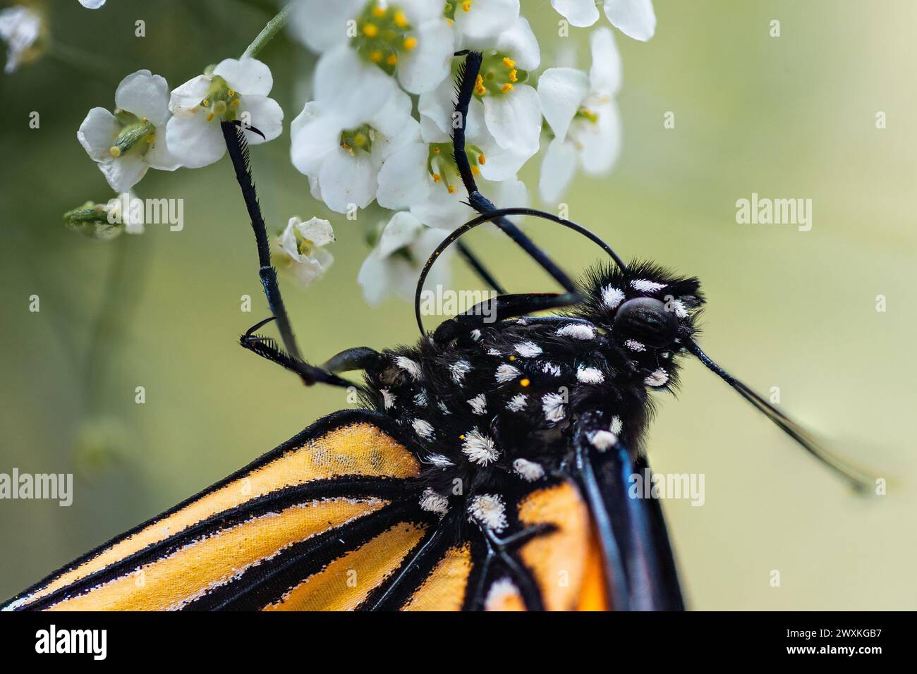Bacterial disease butterfly hi-res stock photography and images - Alamy