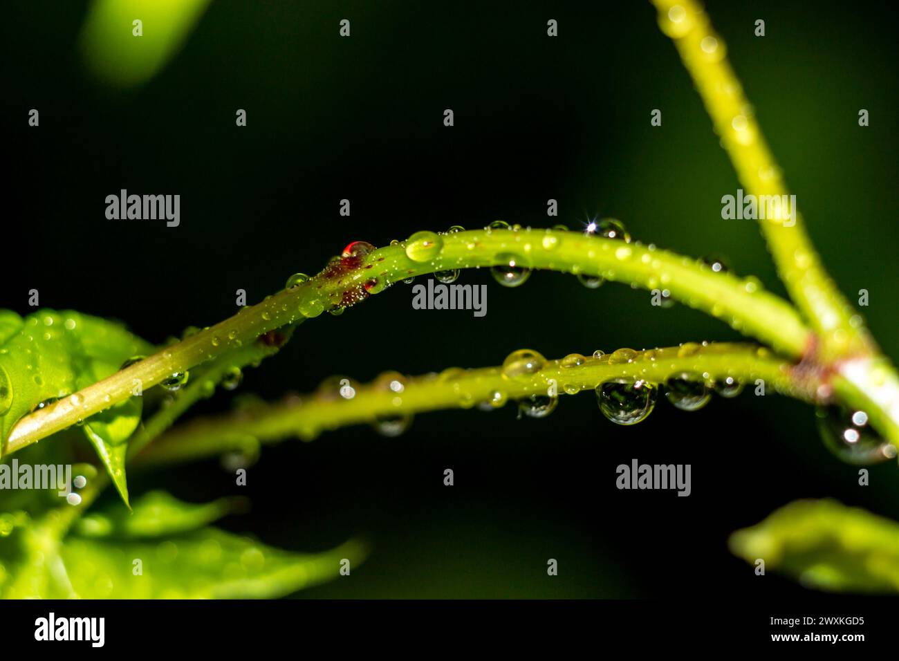 Swollen stem plant hi-res stock photography and images - Alamy