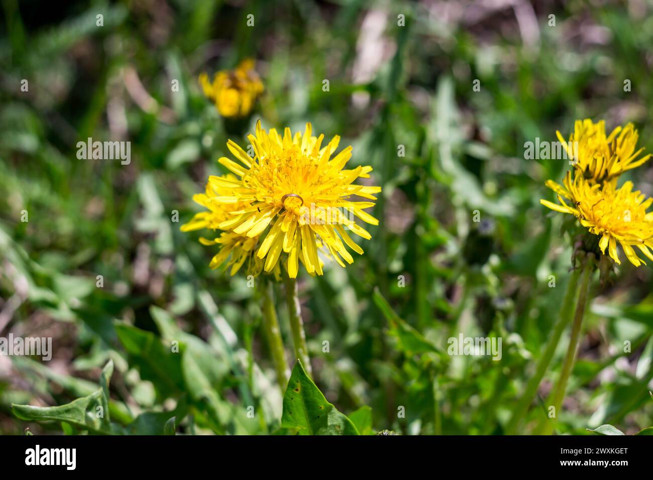 View of yellow inflorescences and dandelion (Taraxacum officinale ...