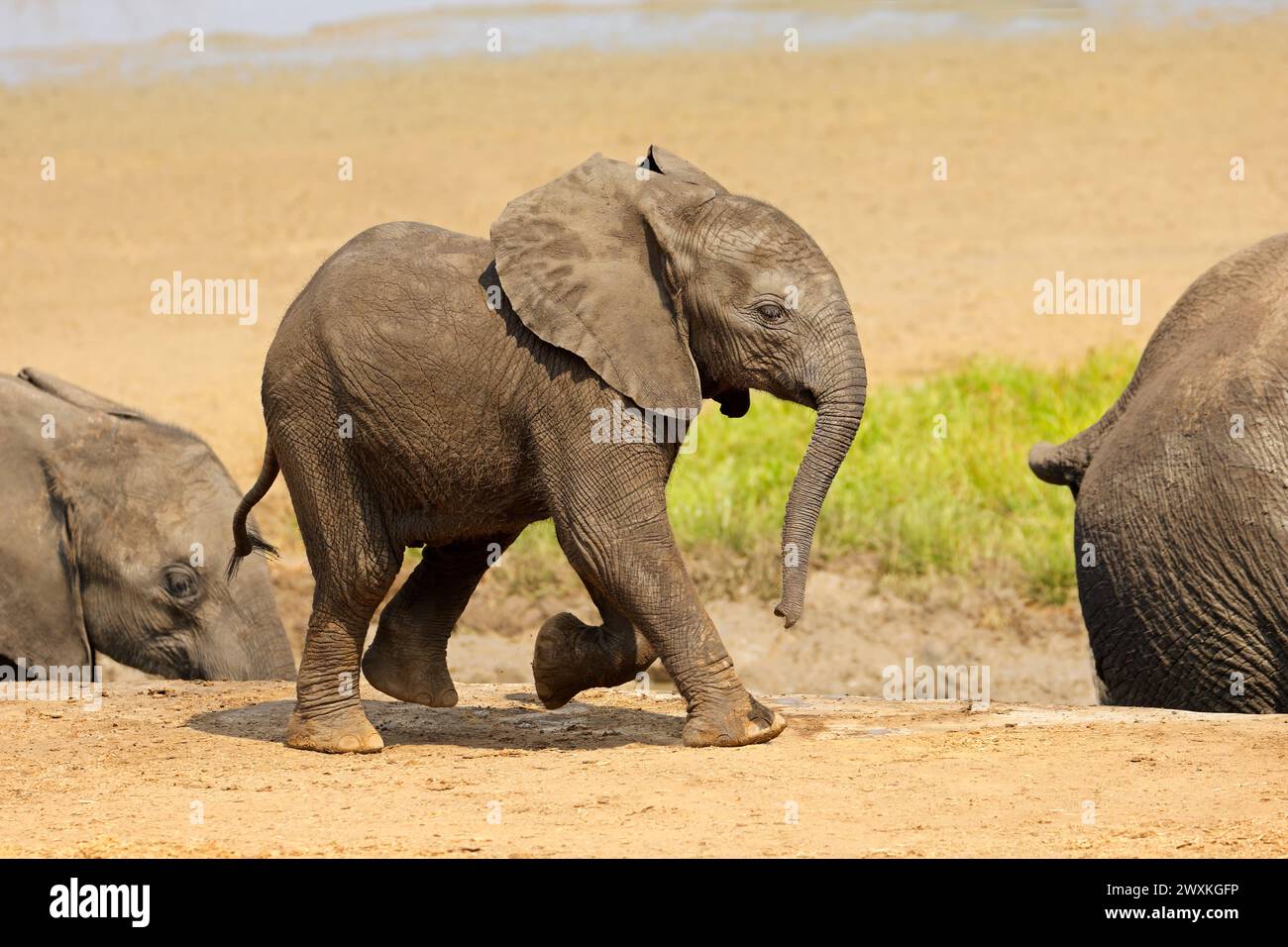 A cute baby African elephant (Loxodonta africana), Kruger National Park ...