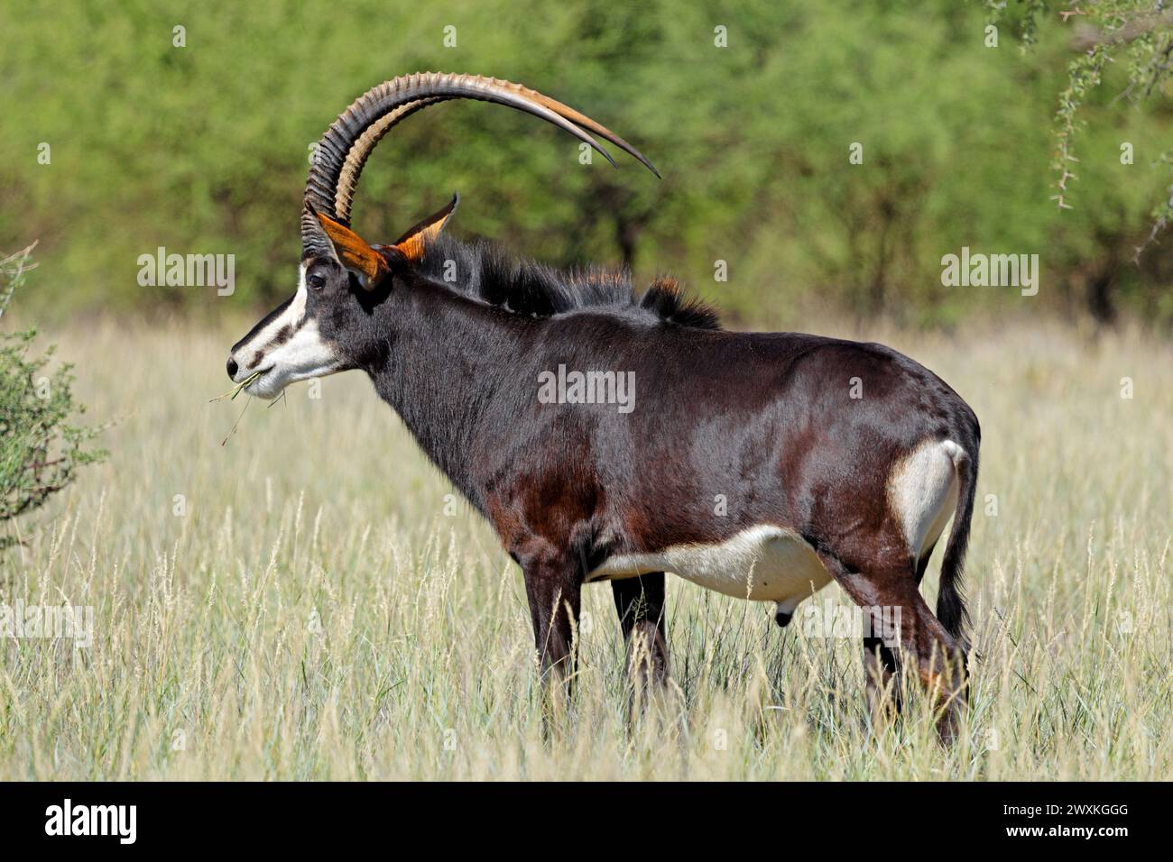 A magnificent sable antelope (Hippotragus niger) bull in natural ...