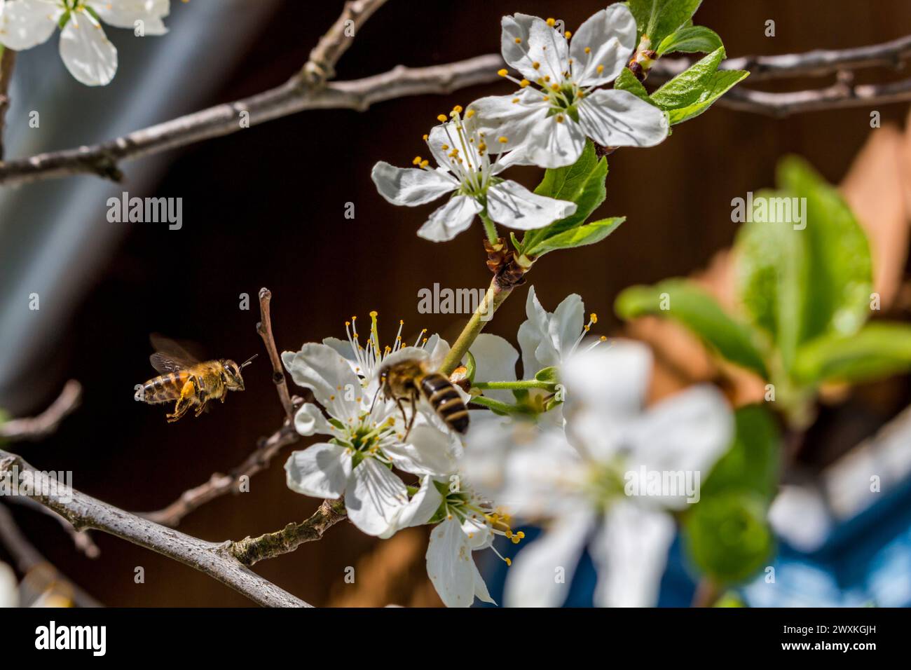 Pollination by bees of plum blossoms in May Stock Photo - Alamy