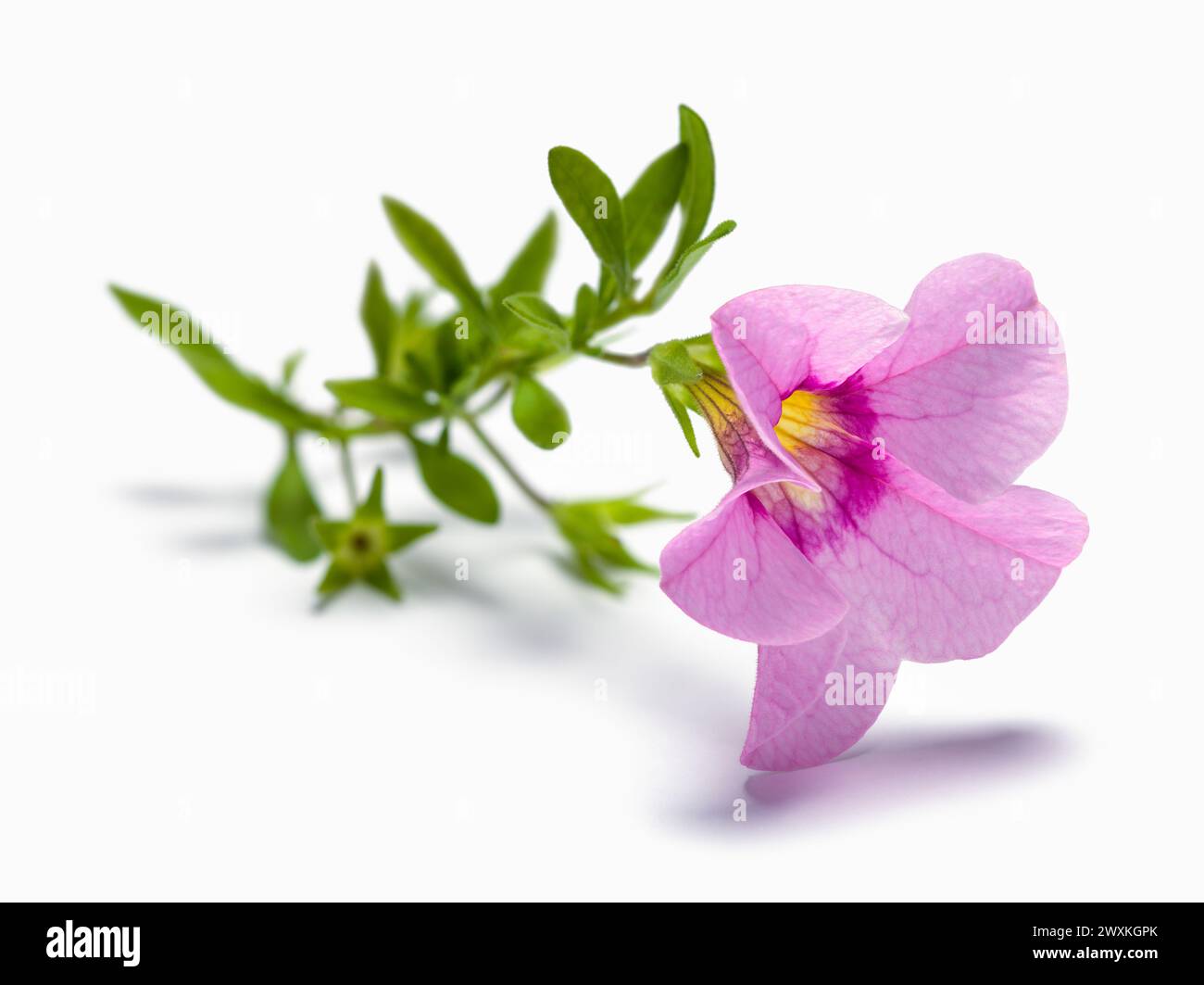 Pink Petunia Flower Cut Out on White Stock Photo - Alamy