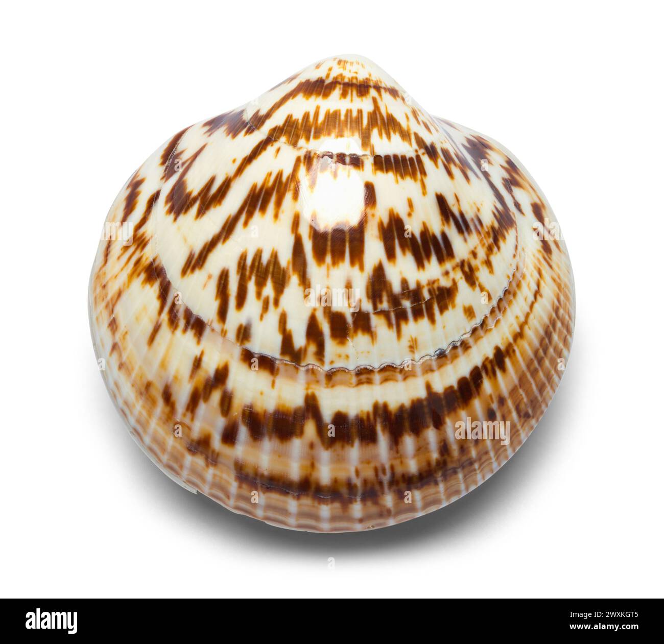 Seashell Top View Cut Out on White Stock Photo - Alamy