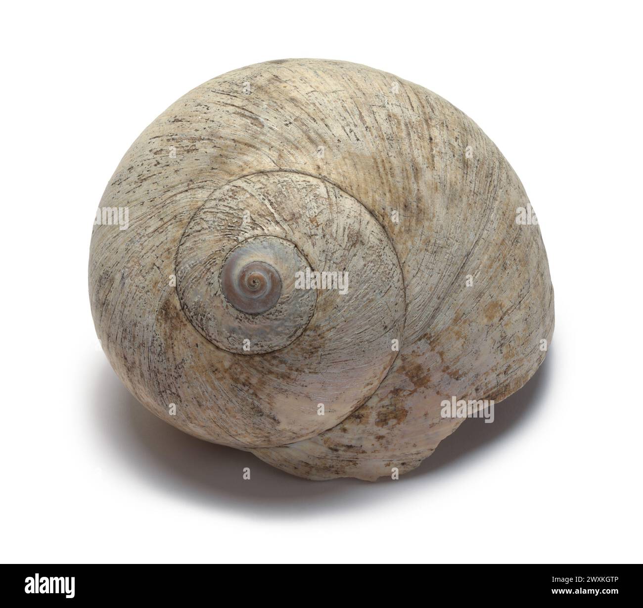 Spiral Snail Shell Cut Out on White Stock Photo - Alamy