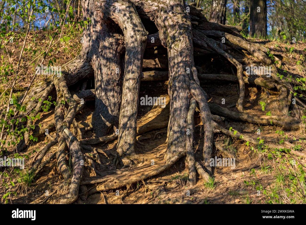 Mighty pine hi-res stock photography and images - Alamy