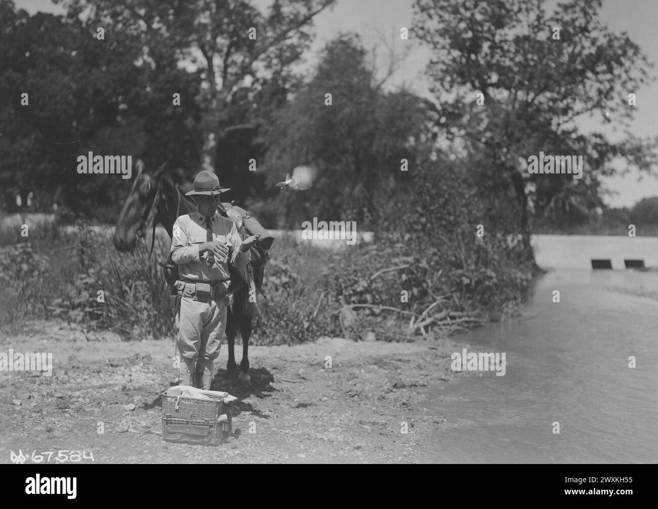 Soldier Releasing A Carrier Pigeon Black And White Stock Photos